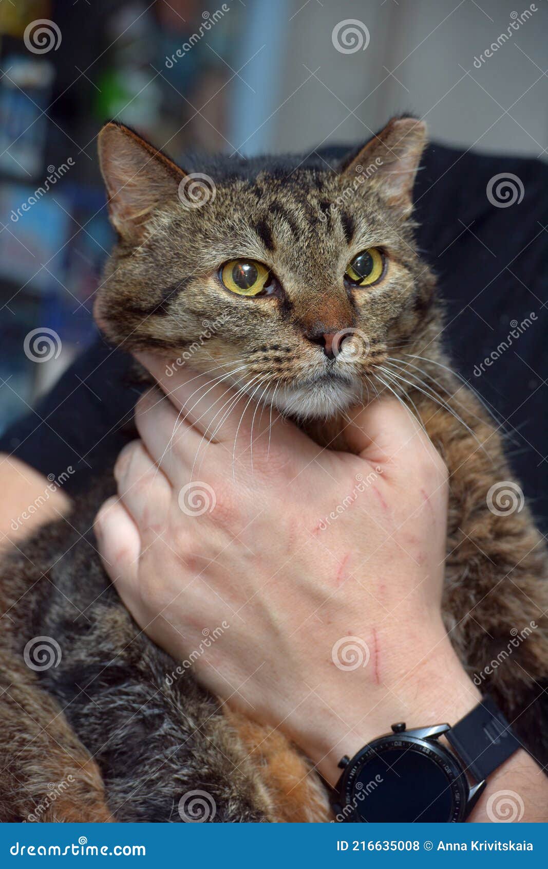 A Cat with a Cropped Ear after Sterilization Stock Photo - Image of ...