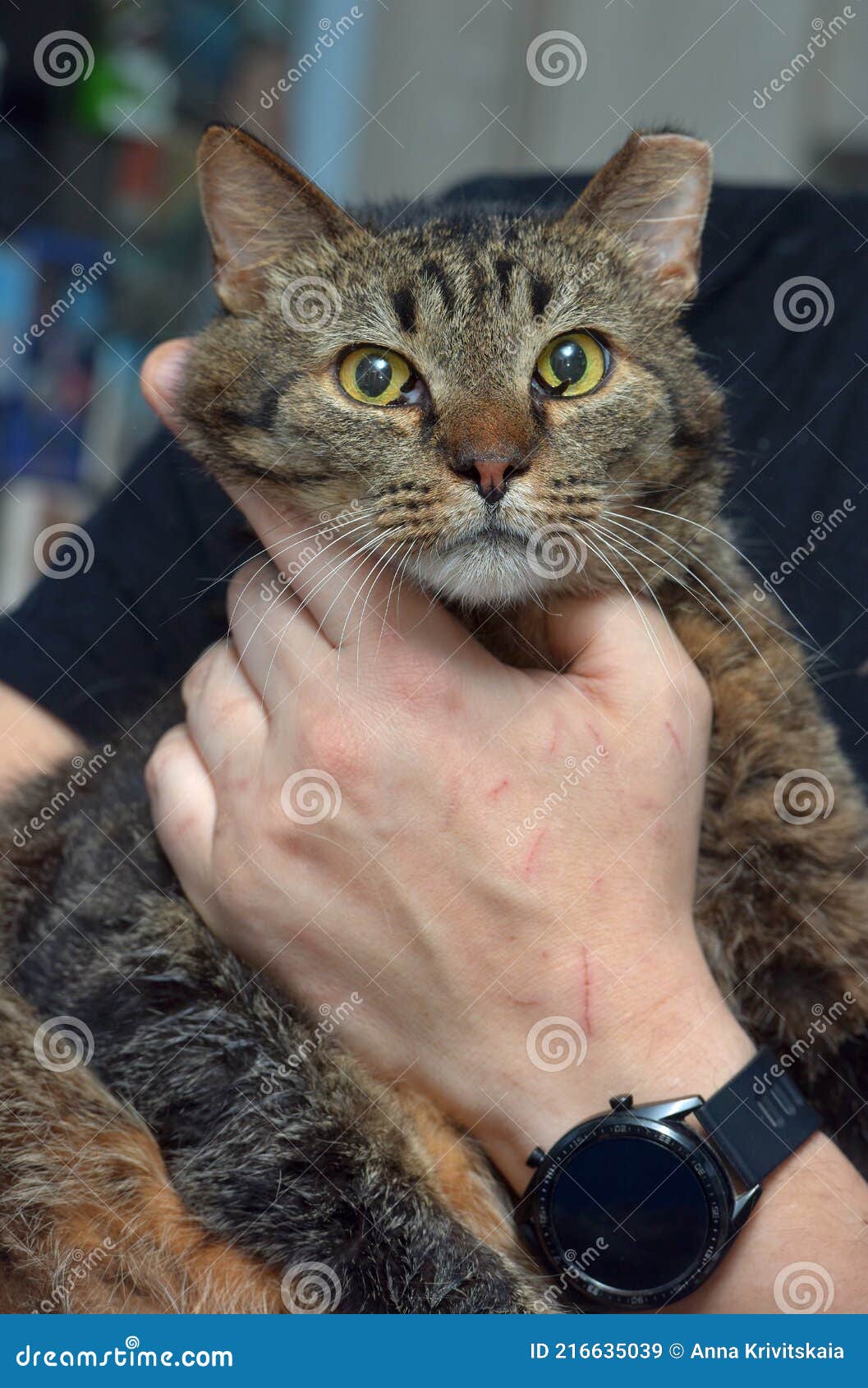 A Cat with a Cropped Ear after Sterilization Stock Image - Image of ...