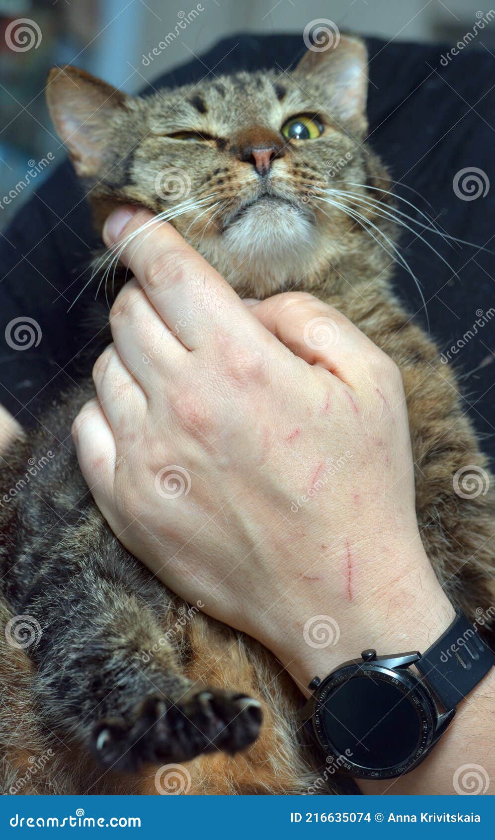 A Cat with a Cropped Ear after Sterilization Stock Photo - Image of ...
