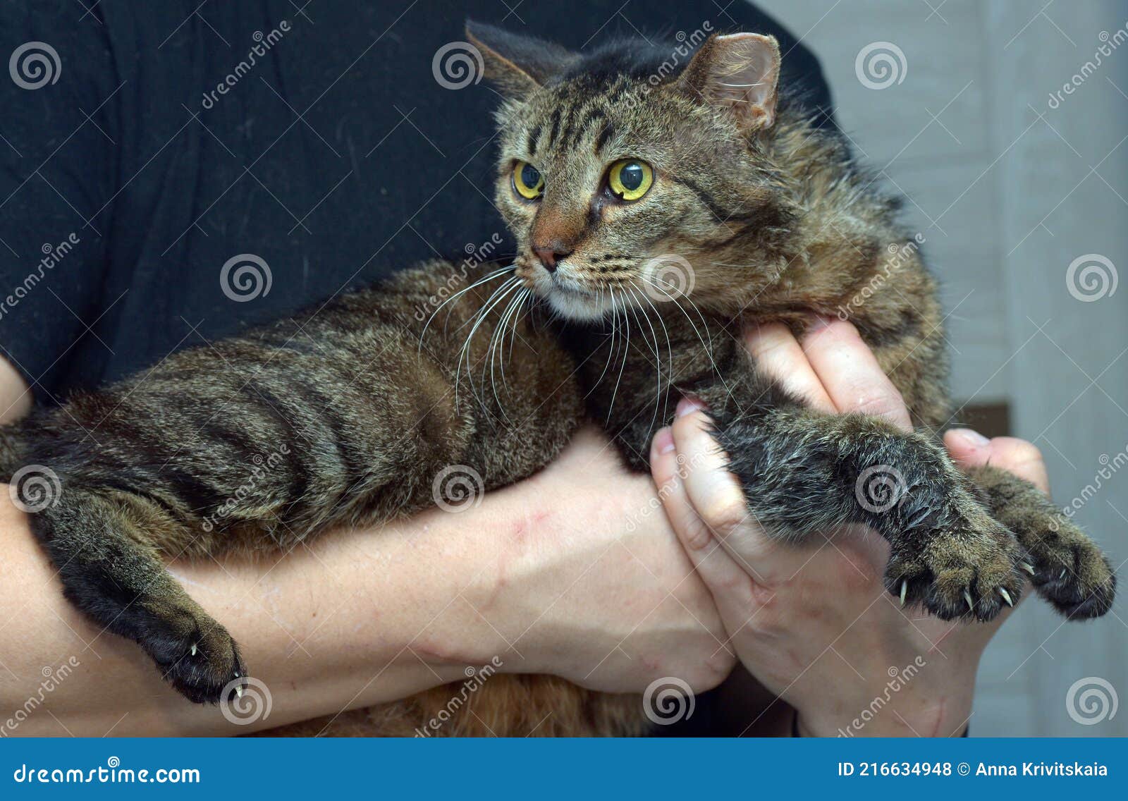 A Cat with a Cropped Ear after Sterilization Stock Photo - Image of ...