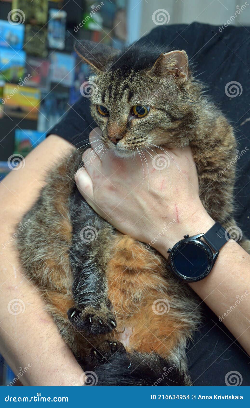 A Cat with a Cropped Ear after Sterilization Stock Photo - Image of ...