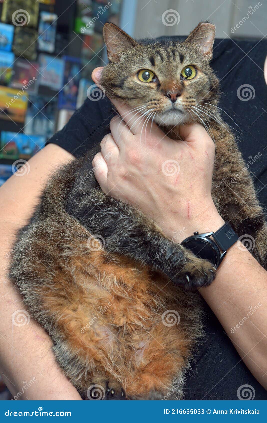 A Cat with a Cropped Ear after Sterilization Stock Image - Image of ...