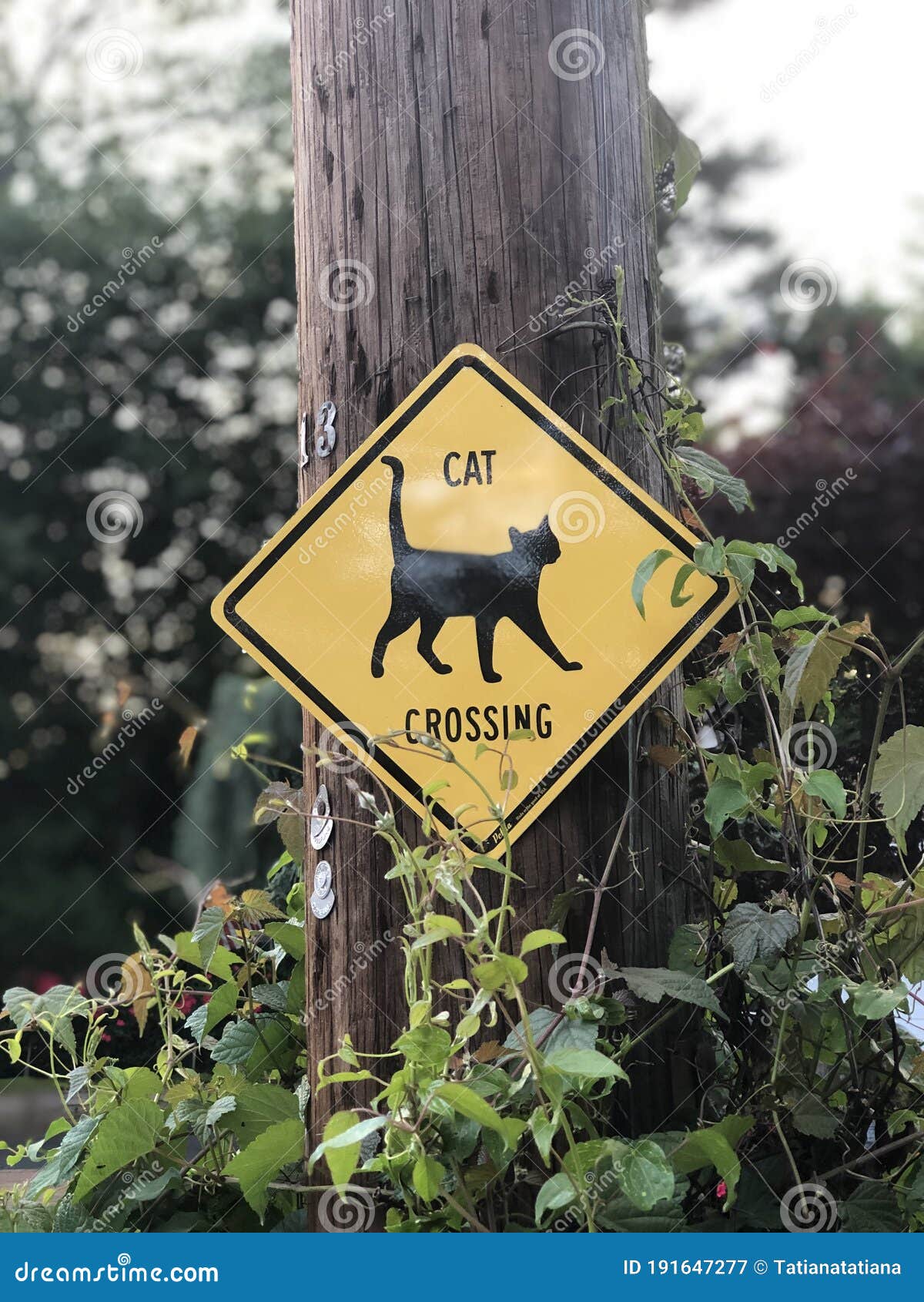 Cat crossing stock image. Image of sign, crossing, pole - 191647277
