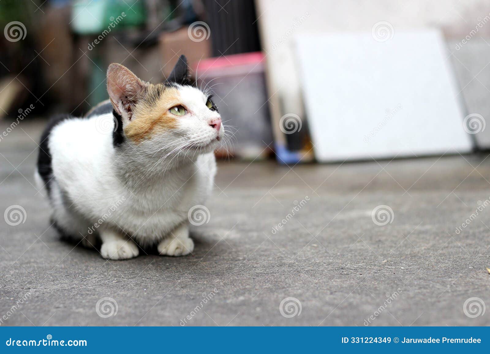 The Cat Crouch on the Floor Stock Image - Image of white, kitten: 331224349