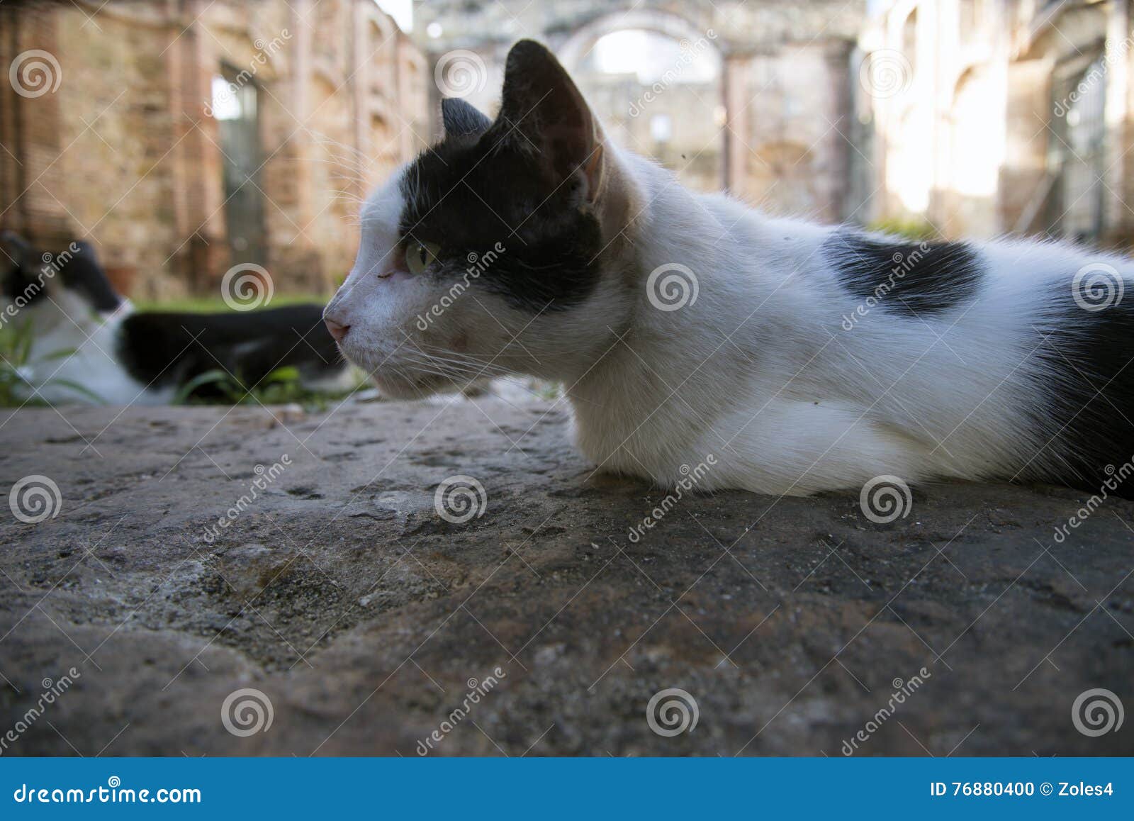 Cat crouched stock photo. Image of building, black, courtyard - 76880400