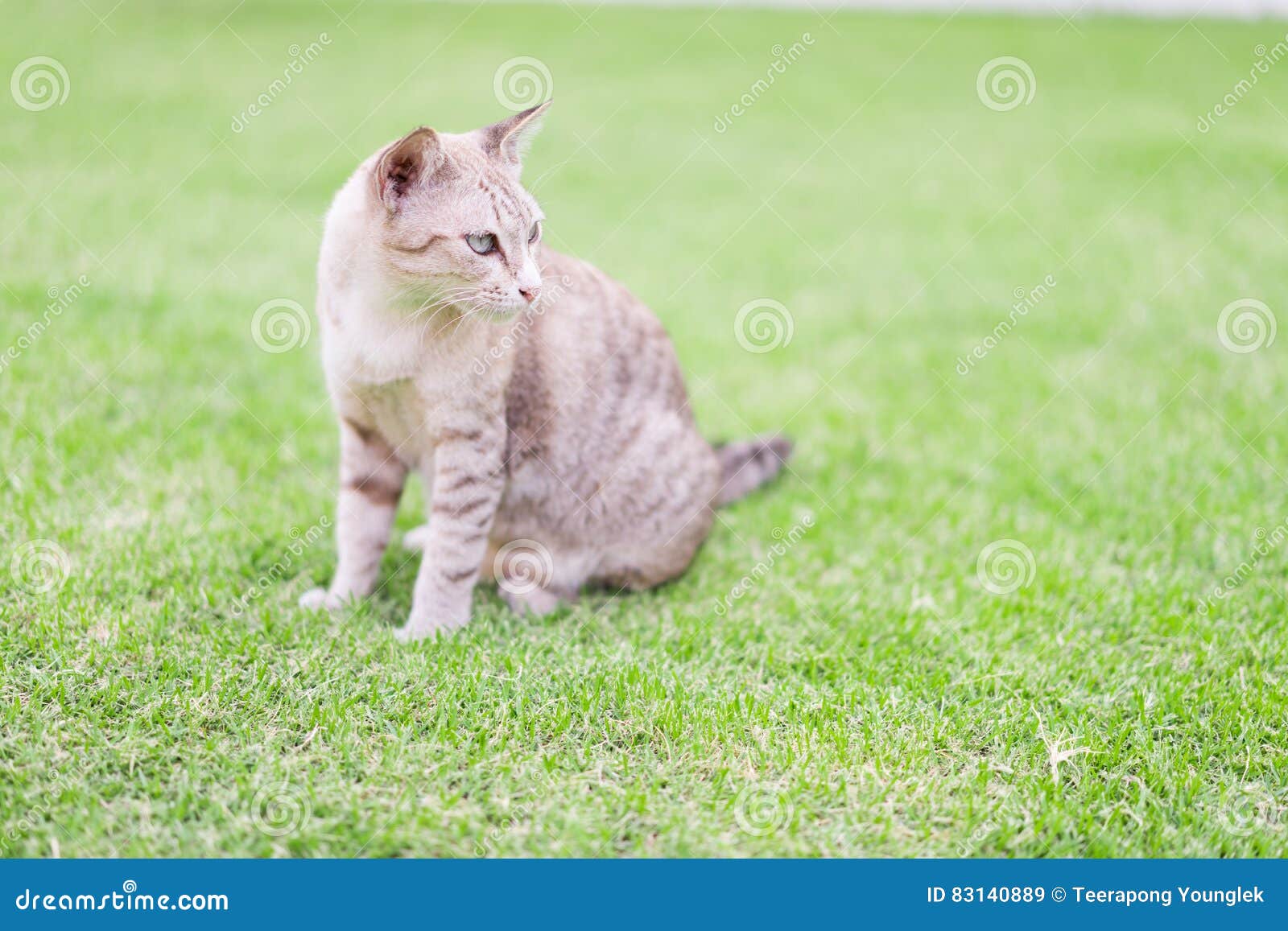 Cat crouching on the lawn. stock image. Image of closeup - 83140889