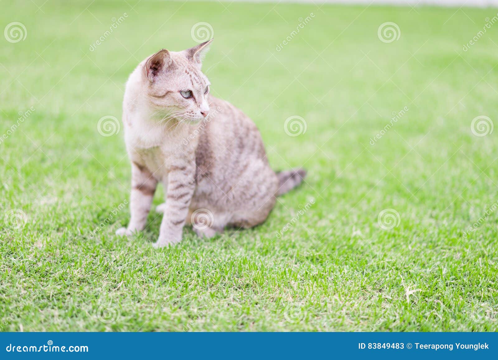 Cat crouching on the lawn. stock image. Image of pets - 83849483