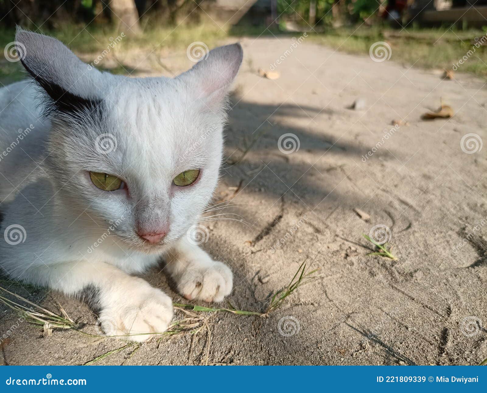 Cat Crouching on the Side of the Dirt Road Stock Image - Image of ...
