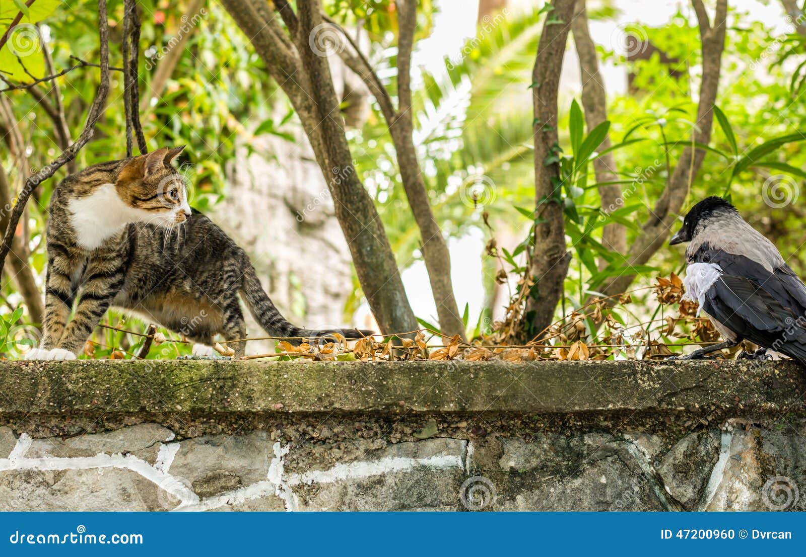 Cat and the crow stock photo. Image of wing, catch, europe - 47200960