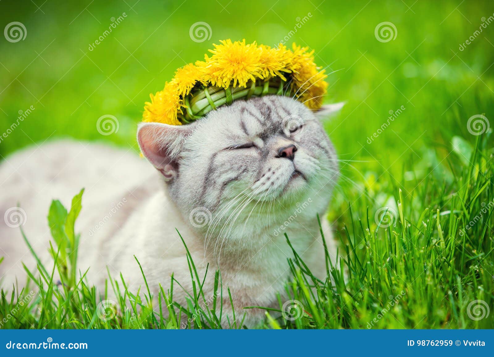 Cat Crowned with Dandelion Chaplet Stock Image - Image of outdoor ...