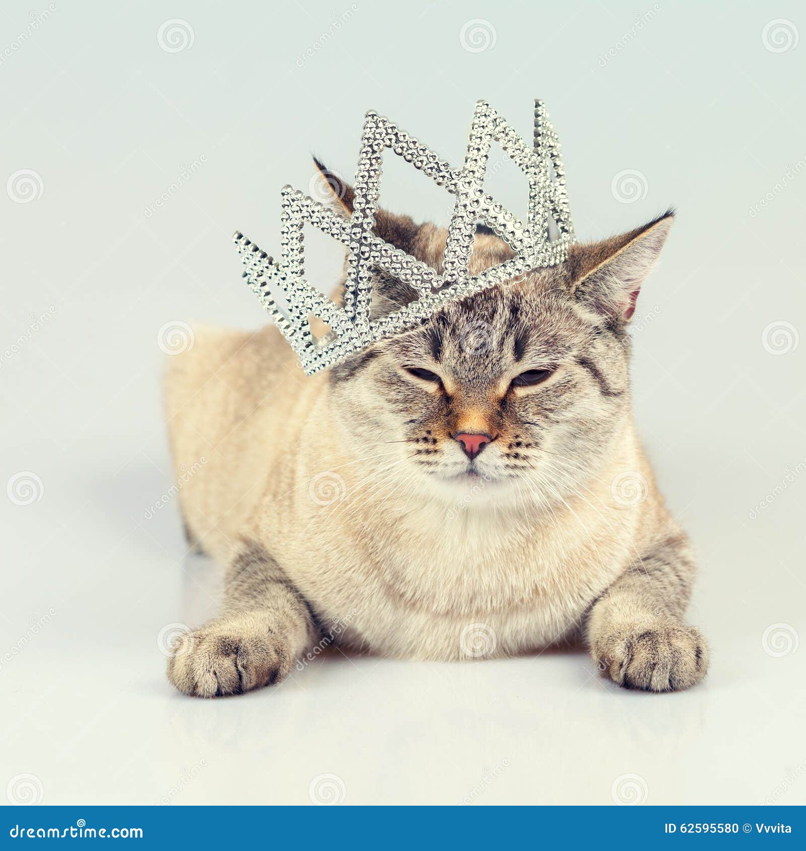 Cat crowned diadem stock photo. Image of happy, funny - 62595580