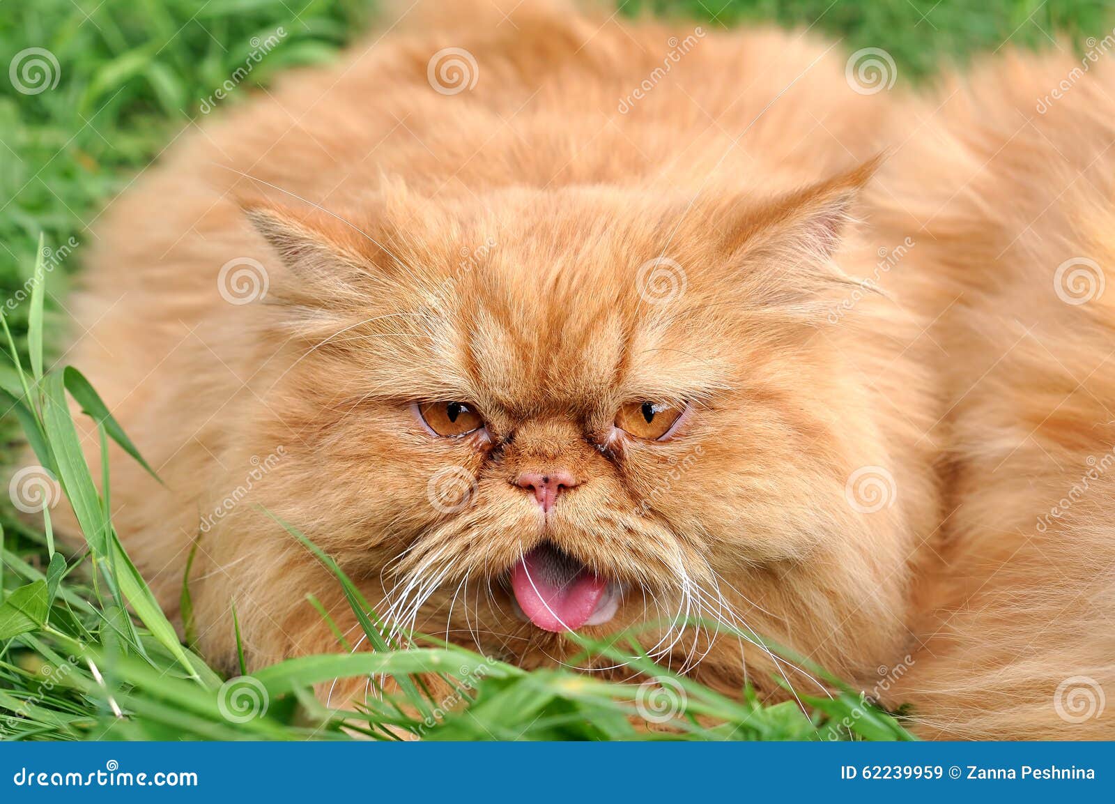 Cat crying stock image. Image of adult, green, june, lovely - 62239959