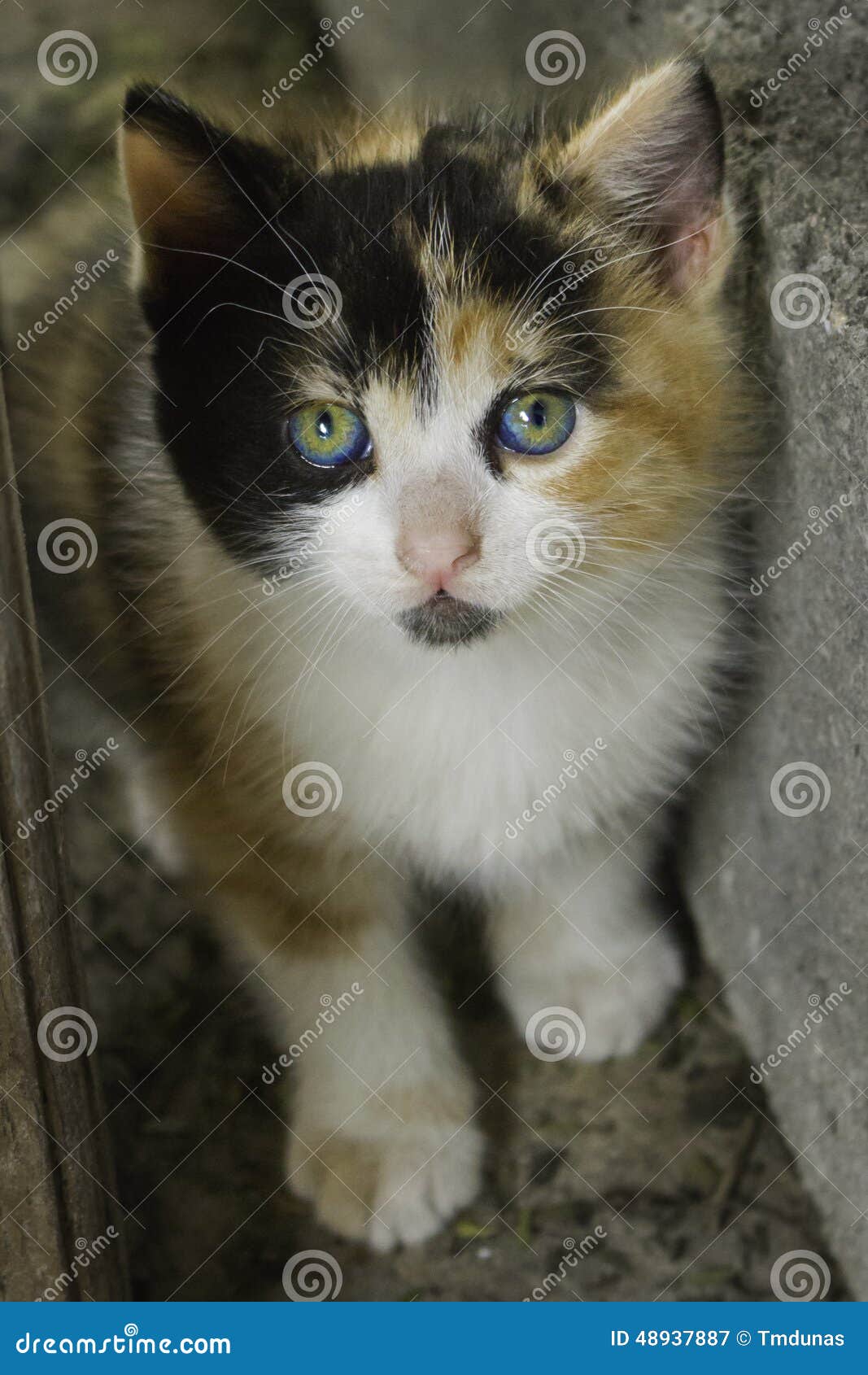 Cat cub stock image. Image of looking, cute, abstact - 48937887
