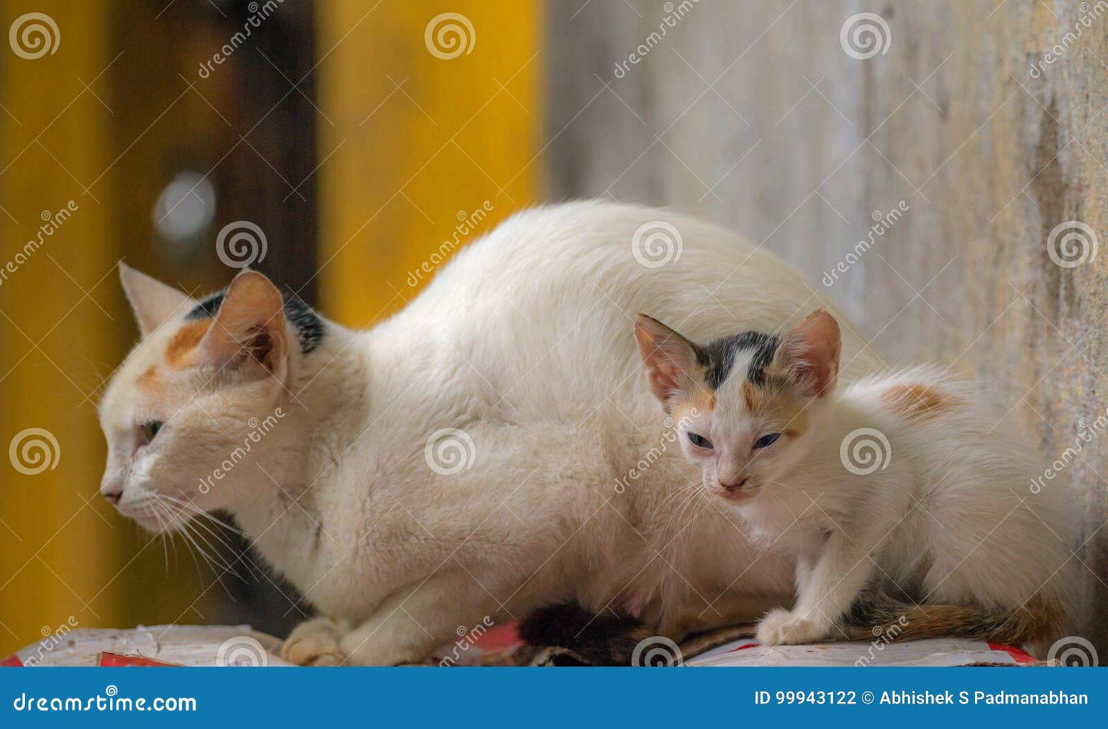 Cat and Cub stock photo. Image of furry, cute, carnivora - 99943122