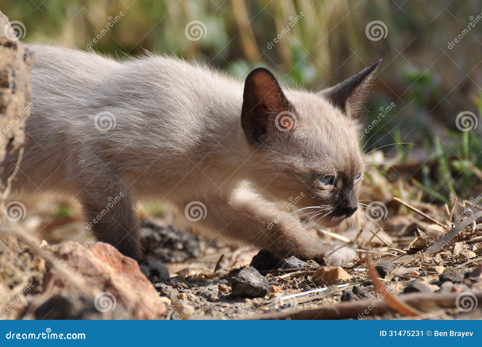 Cat cub stock image. Image of mammals, male, senses, photograph - 31475231