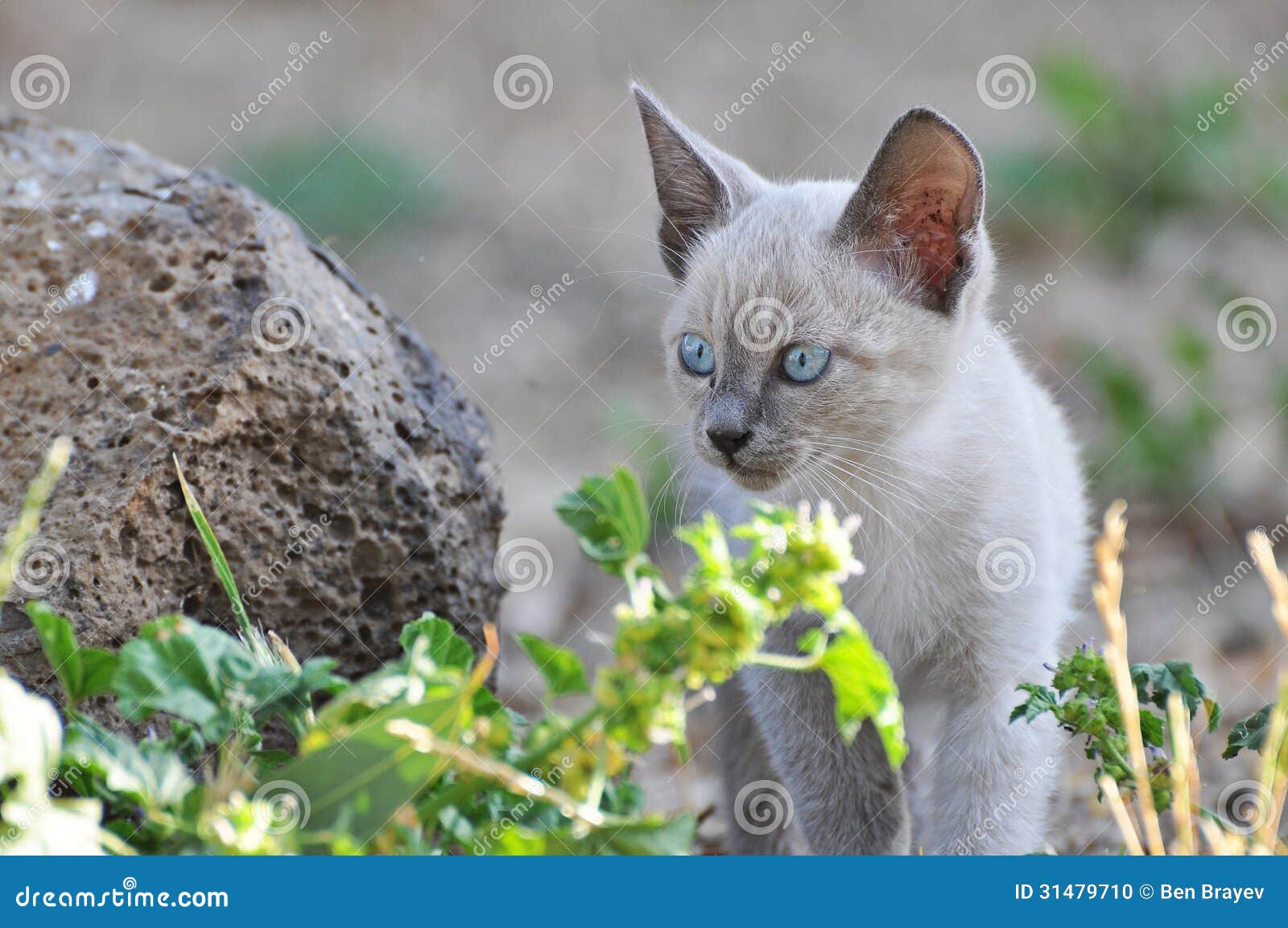 Cat cub stock photo. Image of photograph, light, grass - 31479710