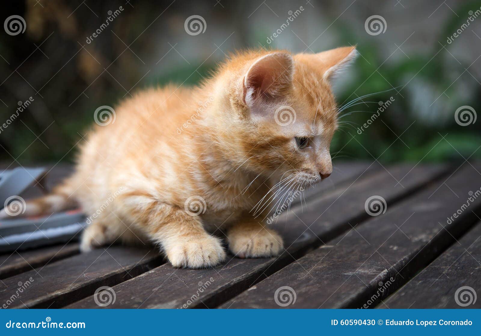 Cat cub on wood stock photo. Image of play, tabby, soft - 60590430