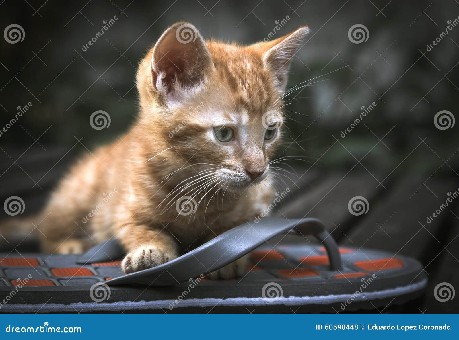 Cat cub on wood stock photo. Image of small, kitty, whelp - 60590448