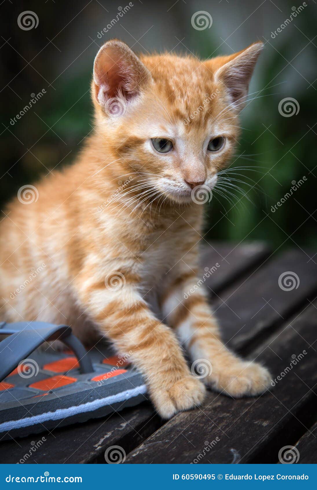 Cat cub on wood stock image. Image of active, front, cute - 60590495