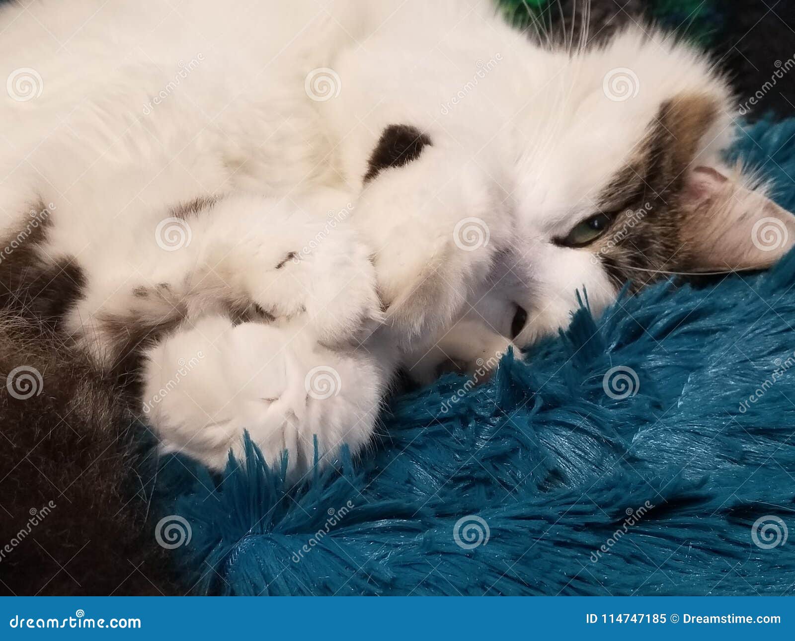Cat cuddle stock image. Image of cute, cuddle, sleeping - 114747185
