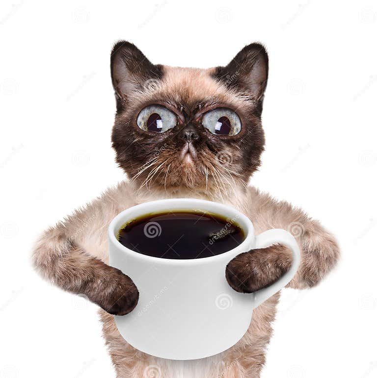 Cat with a cup of coffee. stock image. Image of funny - 41856319