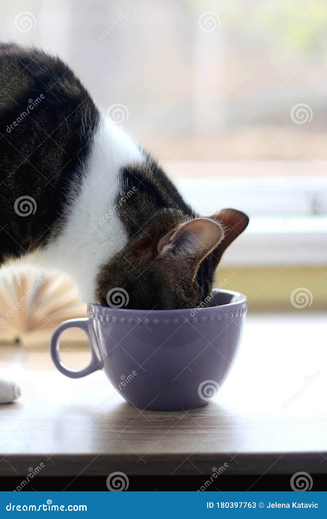 Cat and Cup stock image. Image of interior, cute, dining - 180397763