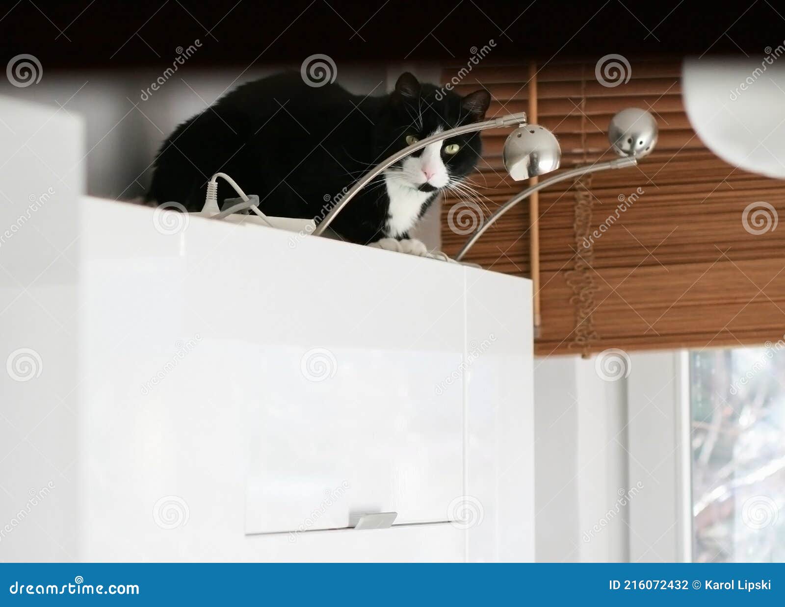 Cat on a Cupboard in the Kitchen Under the Ceiling Stock Photo - Image ...