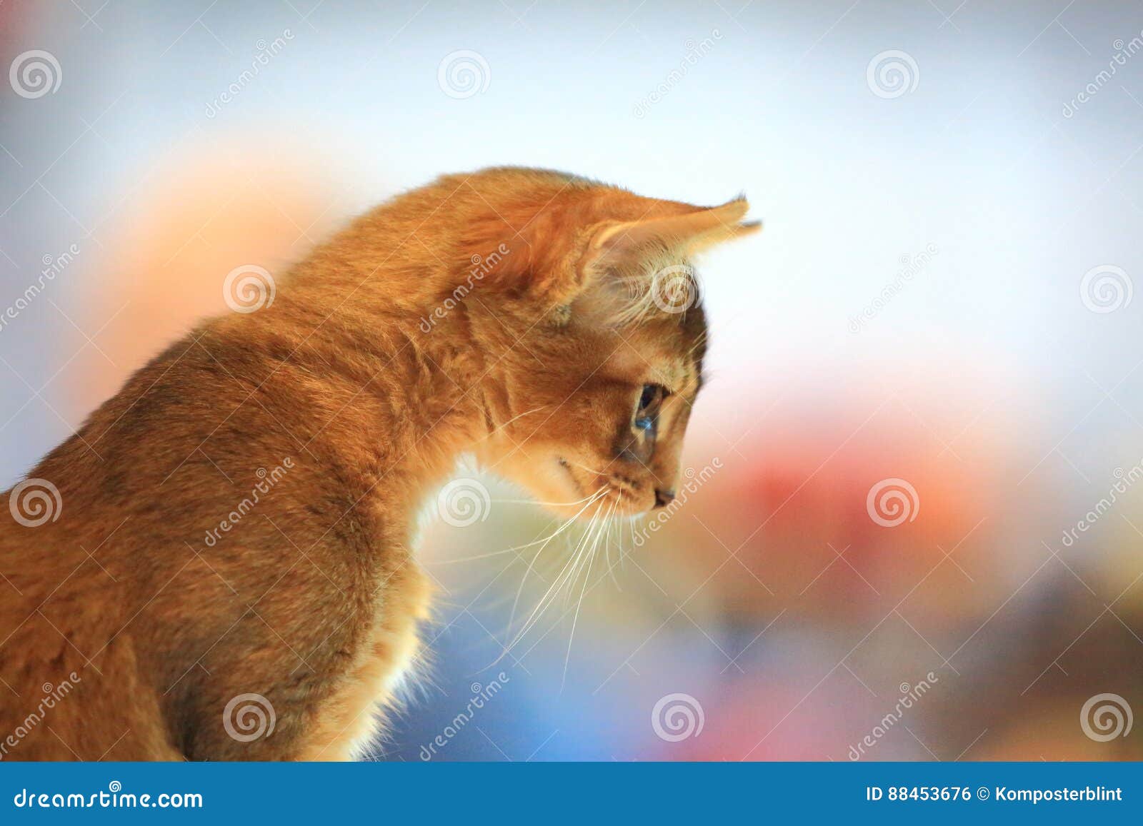 Cat. Curiosity stock photo. Image of eyes, positive, closeup - 88453676