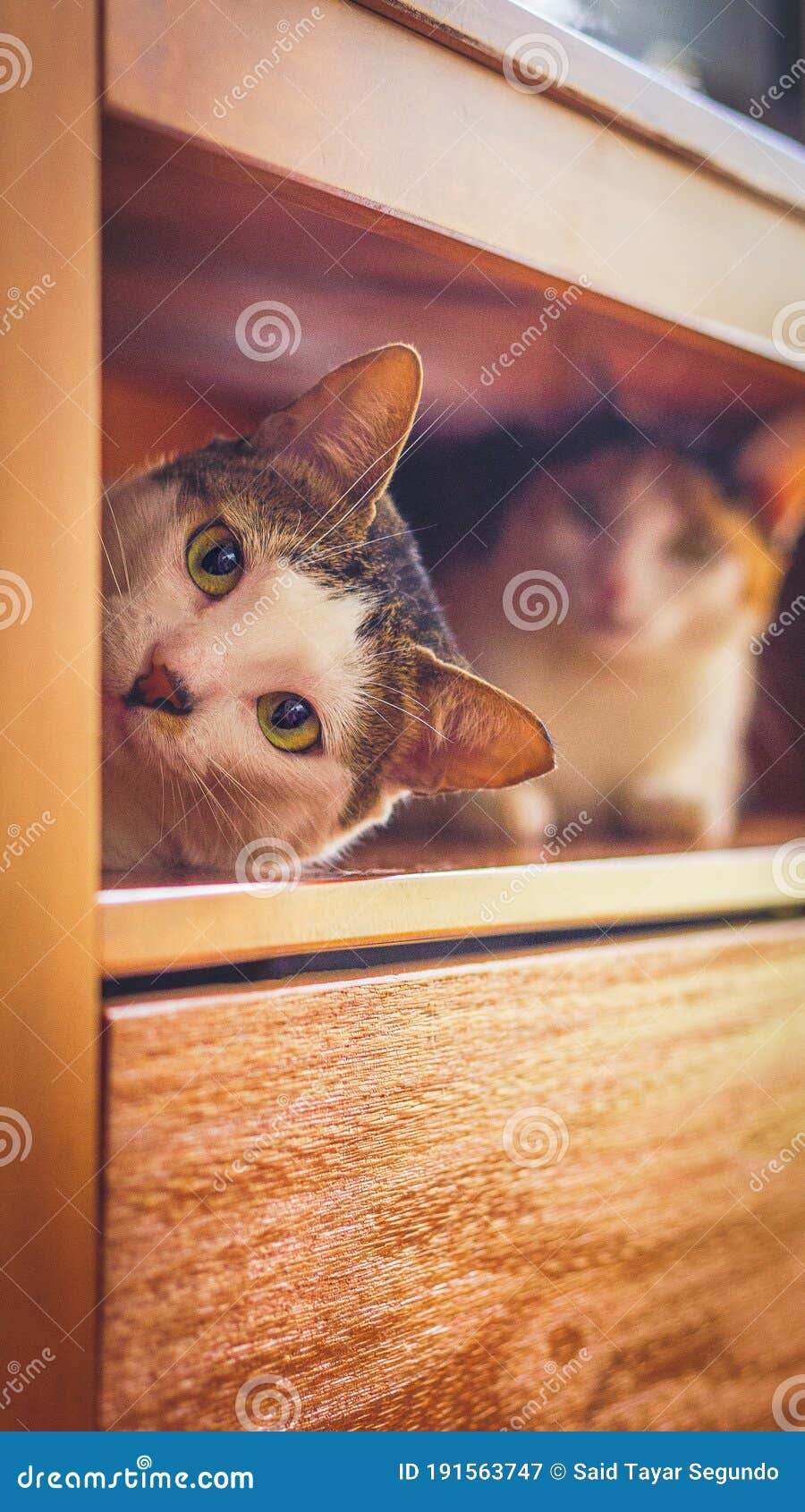 Cat curiosity stock image. Image of unfocused, focus - 191563747