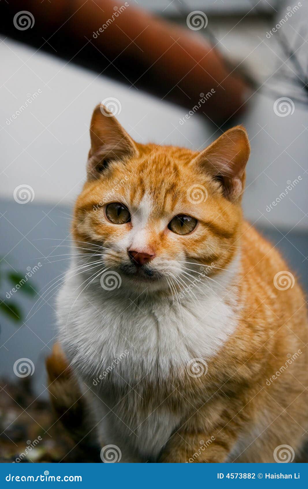 Cat_curious stock photo. Image of eyes, isolated, compassion - 4573882