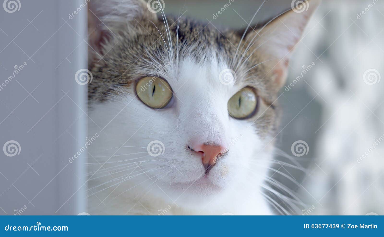 Cat stock image. Image of focused, intently, little, small - 63677439