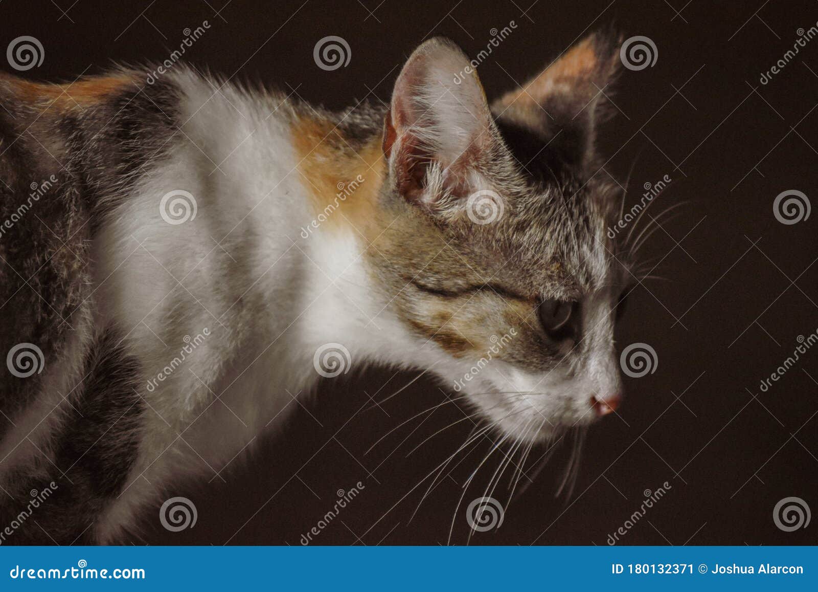 Curious Cat stock image. Image of grass, effect, adorable - 180132371