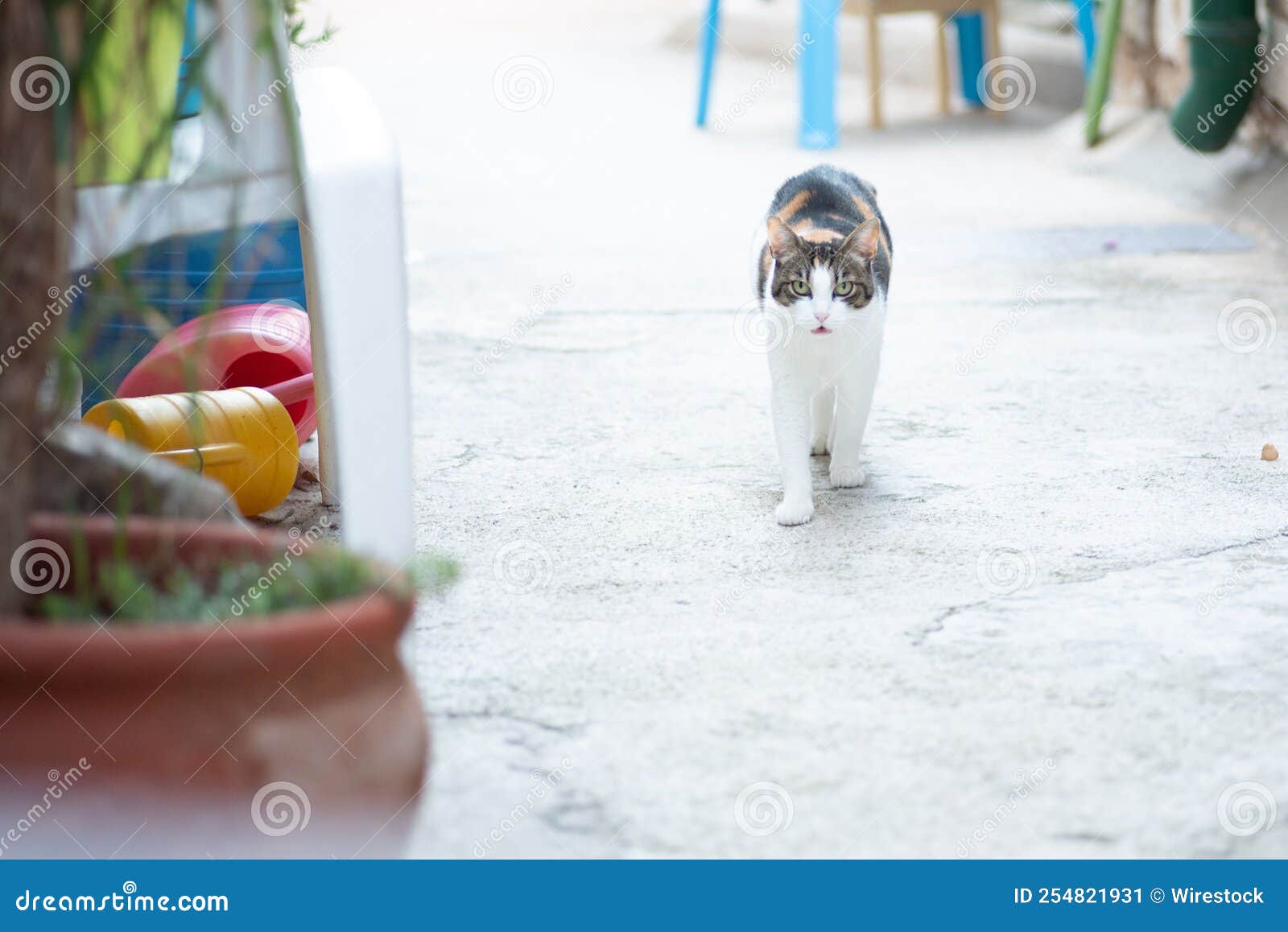 Cat Curiously Looks in Front while Walking Stock Image - Image of ...