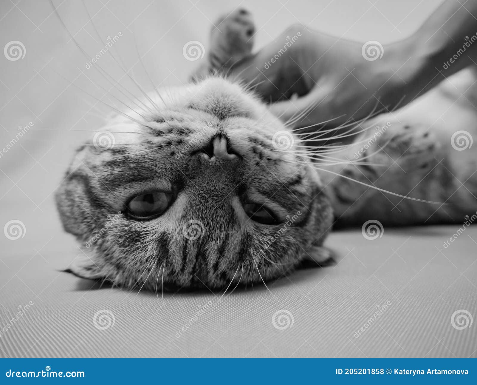 A Cat with Curled Ears on a Solid Background.Black and White ...