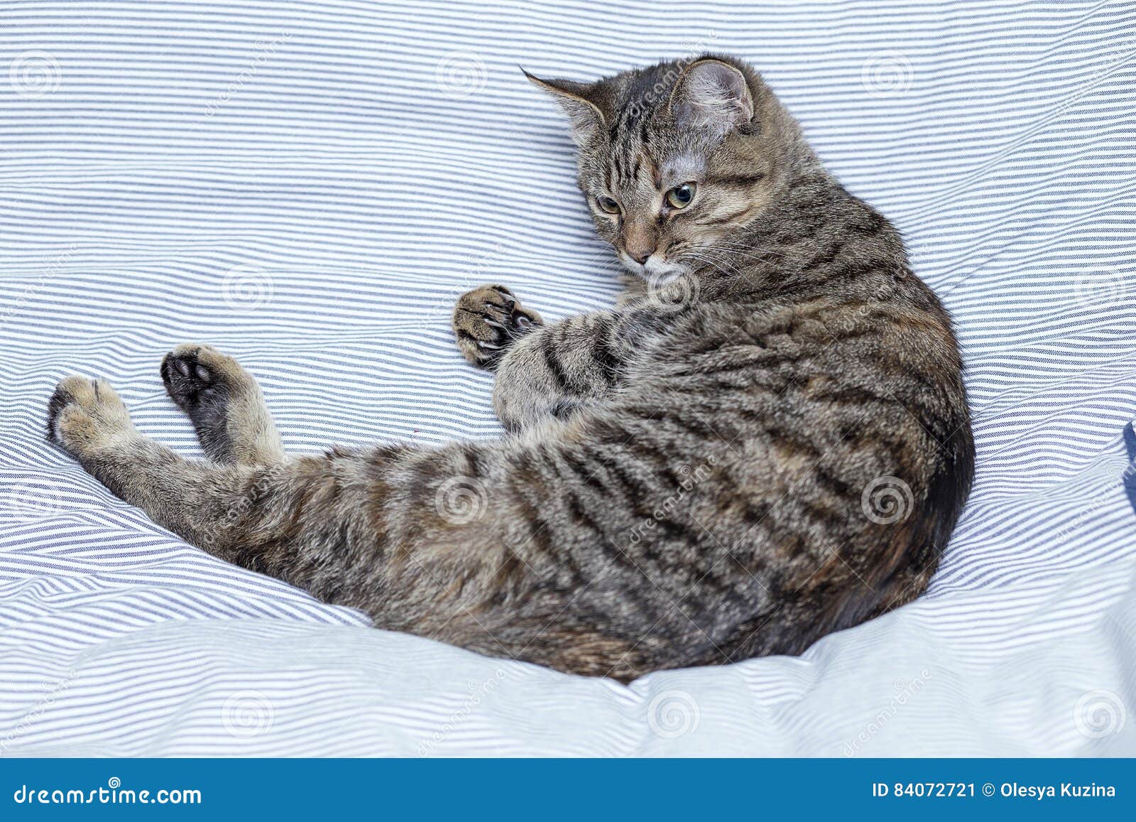 Cat curled up stock image. Image of striped, beautiful - 84072721
