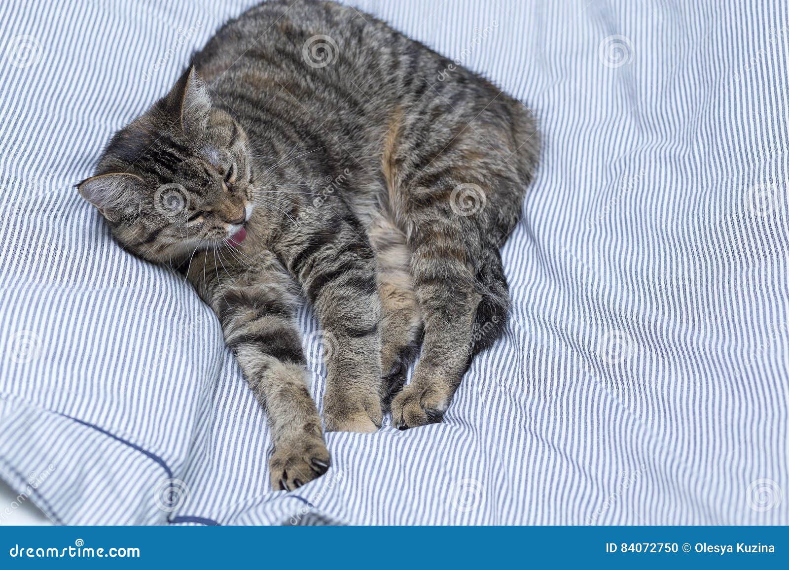 Cat curled up stock photo. Image of home, ball, curled - 84072750