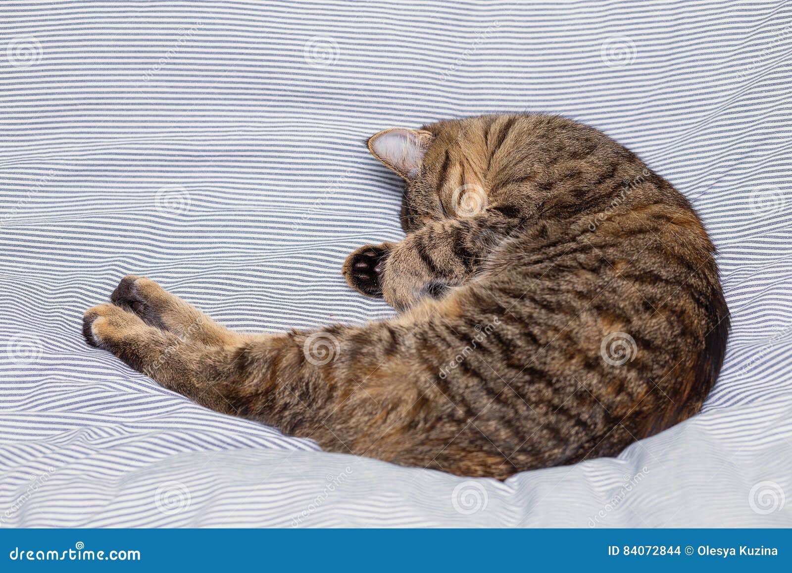 Cat curled up stock photo. Image of ball, curled, wakes - 84072844