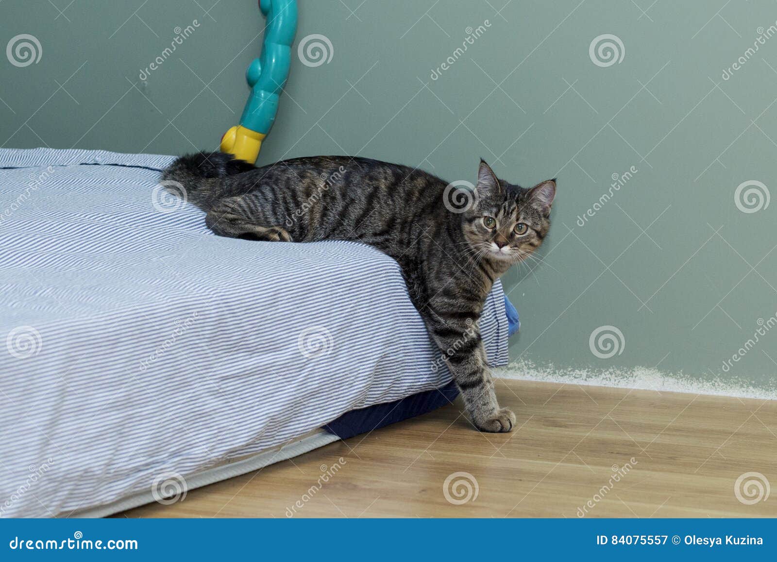 Cat curled up stock image. Image of pretty, wakes, cute - 84075557