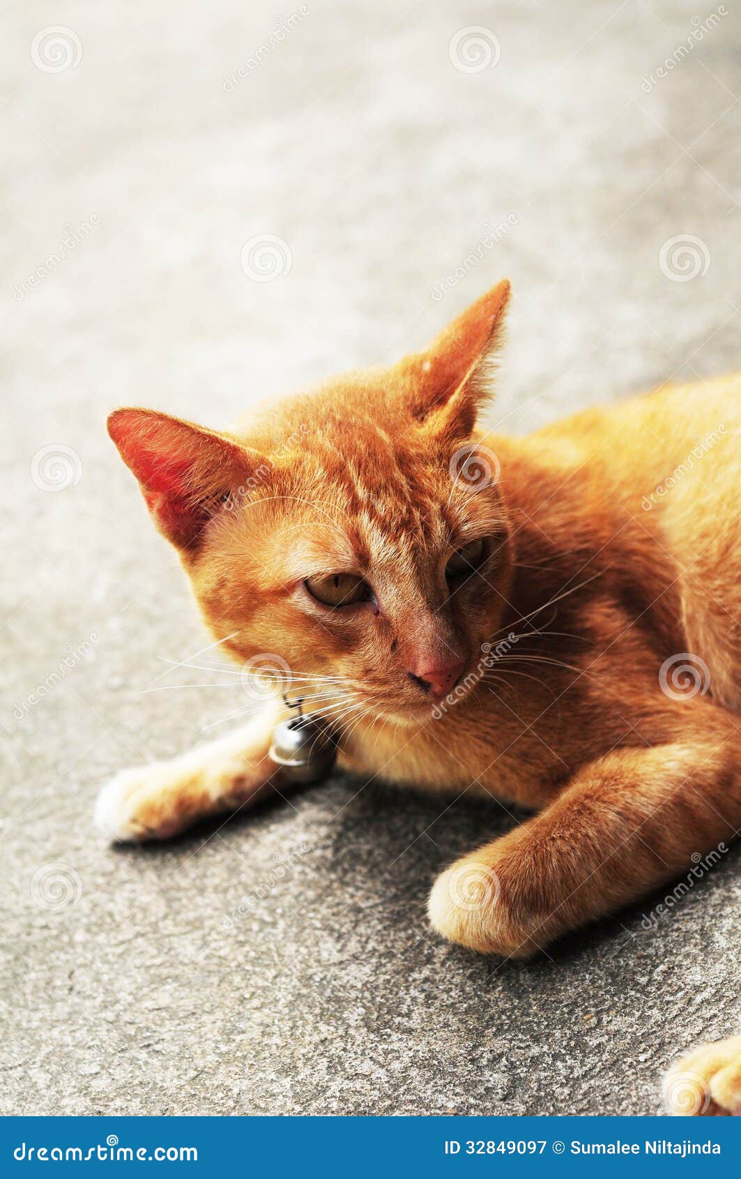 Cat curled up on the floor stock image. Image of itchiness - 32849097
