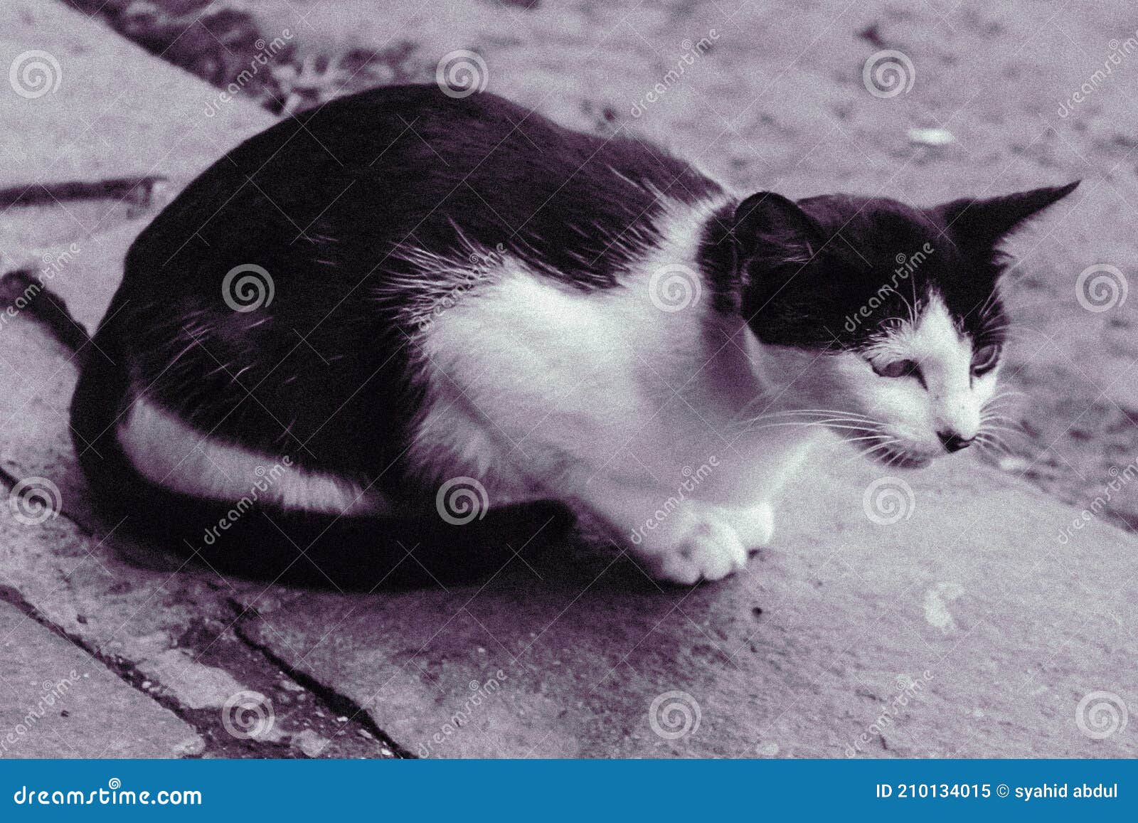 Cat Cute Animal Kucing Lucu Stock Image - Image of animal, kucing ...
