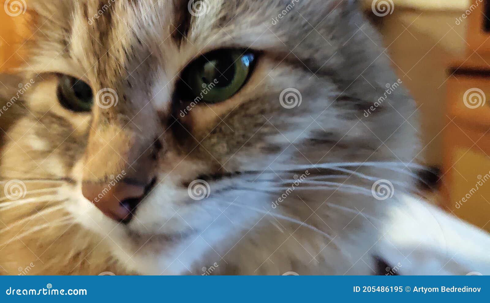 Cat Cute Beautiful Beast Kitty Look Stock Image - Image of kitten ...