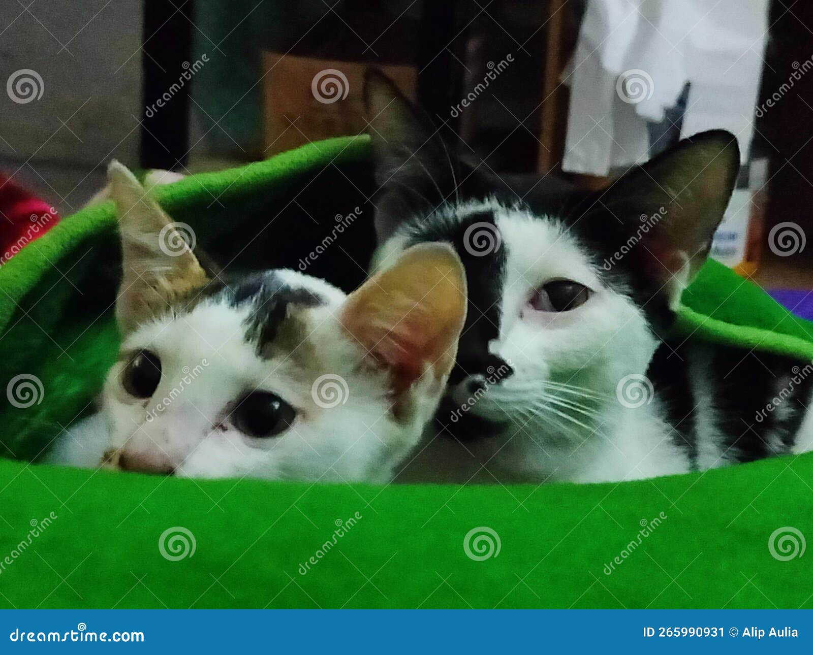 Cat Cute Kitten Adorable Fluffy Stock Image - Image of kitten, cute ...