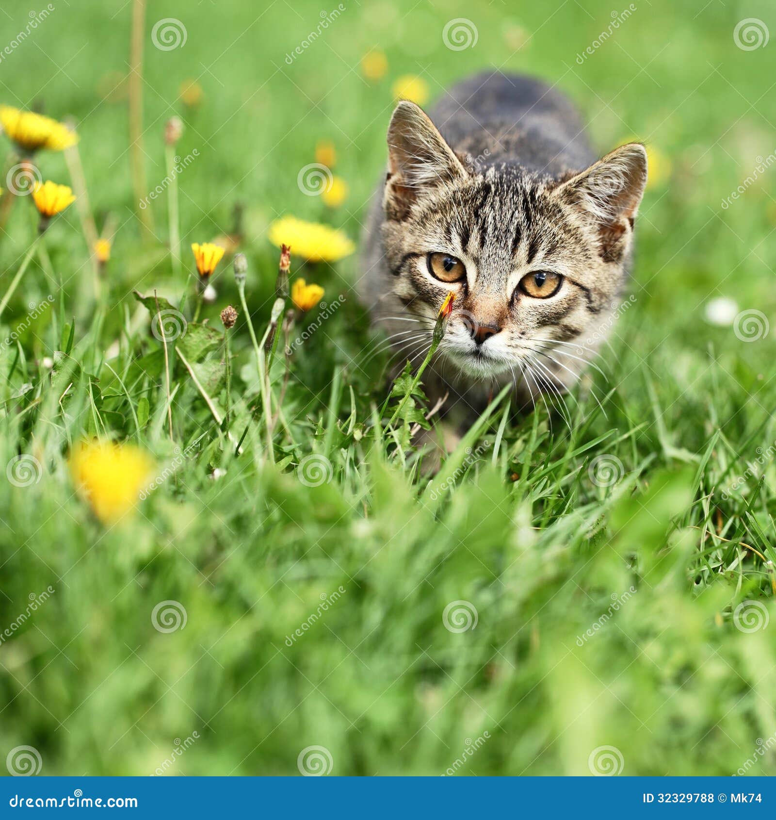 Cat stock photo. Image of animal, flower, grass, looking - 32329788