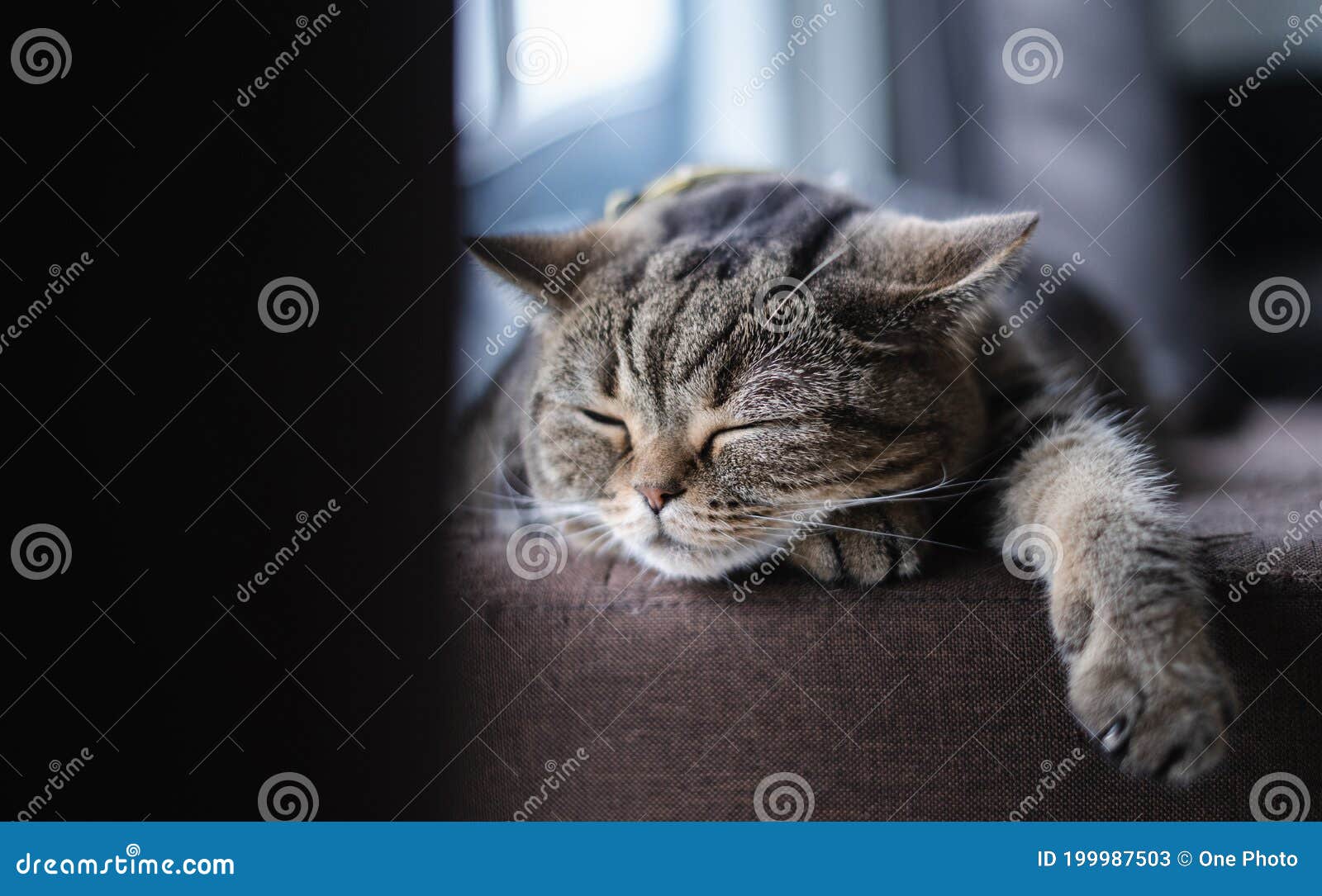 Cat Cute Little Cat Sleeping on Sofa at My Home Cat Perfect Dream Stock ...
