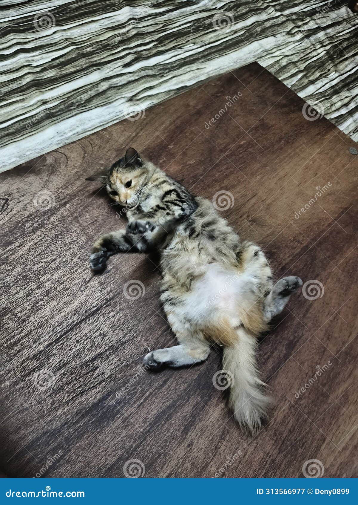 Cat cute nice epic bubby stock image. Image of bubby - 313566977