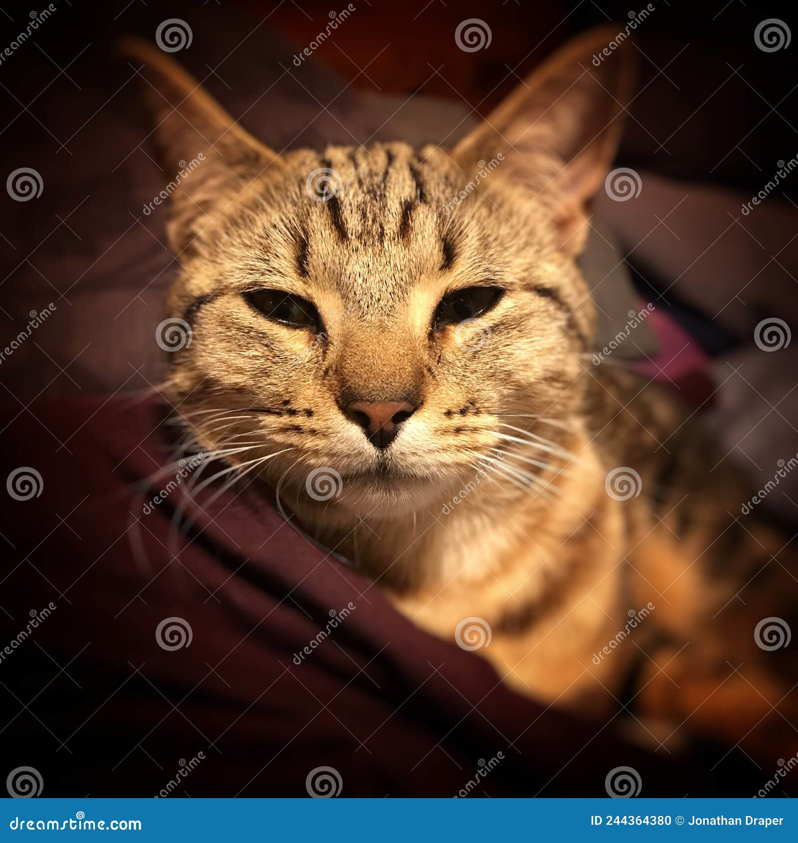 Cat stock photo. Image of tabby, cute, kitten, animal - 244364380