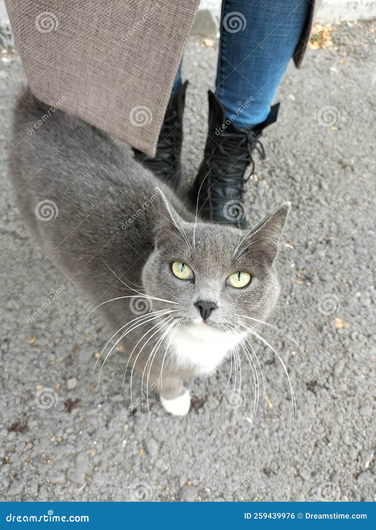 Cat cute zoo pet model stock photo. Image of wildcat - 259439976