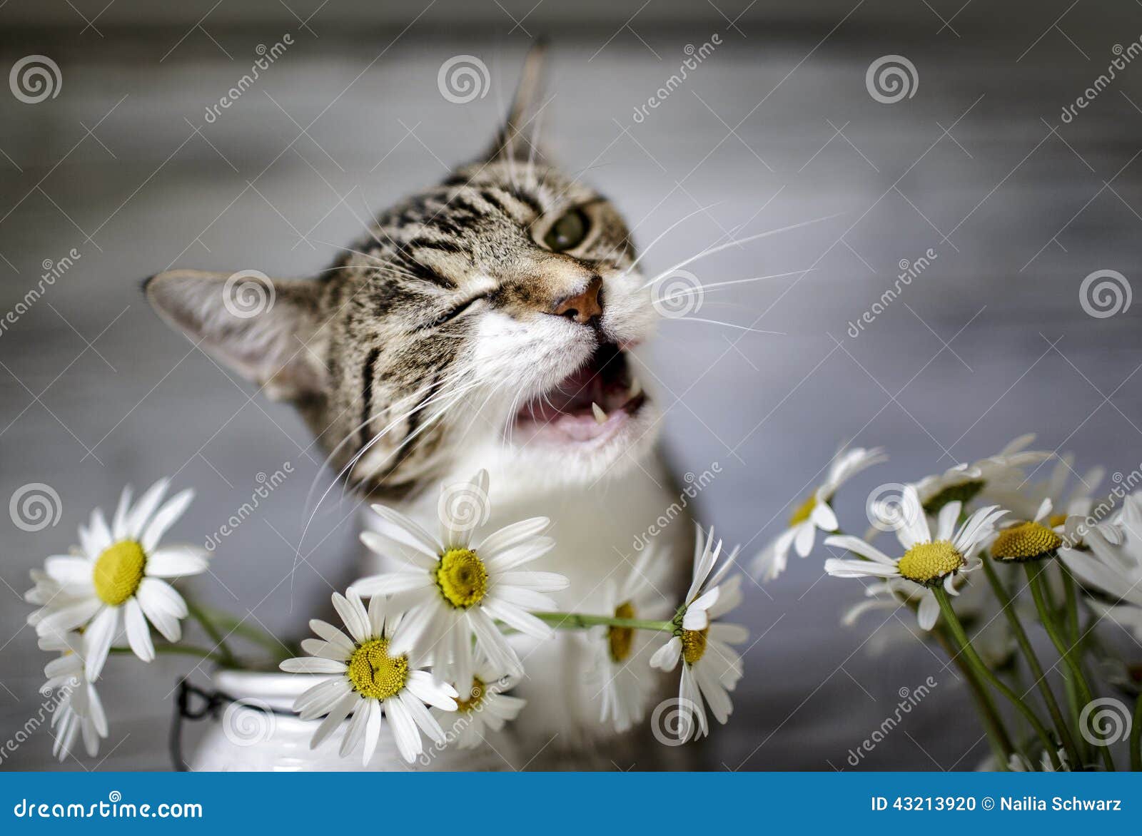 Cat and Daisy Flowers stock photo. Image of eating, soft - 43213920