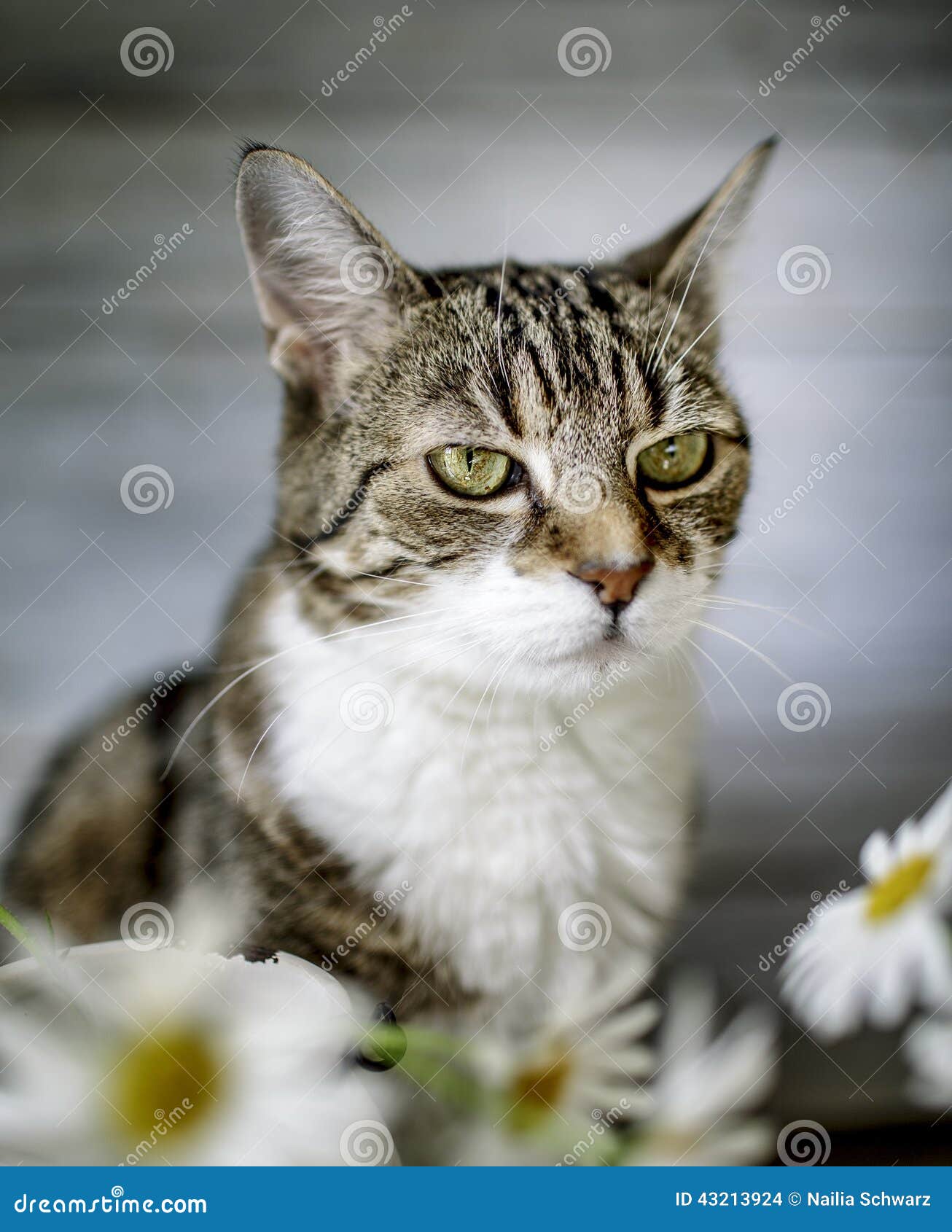 Cat and Daisy Flowers stock photo. Image of soft, blossom - 43213924