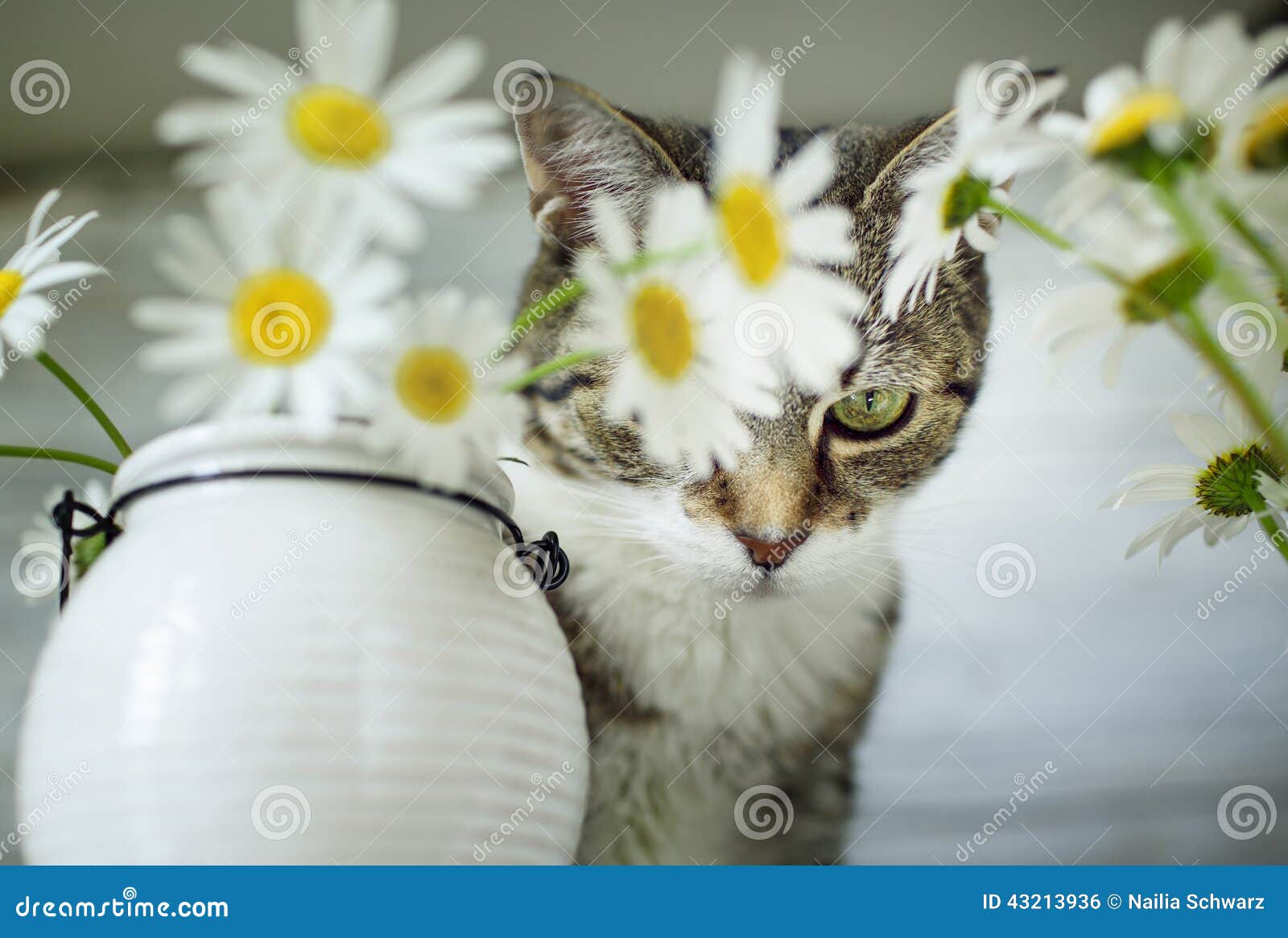 Cat and Daisy Flowers stock photo. Image of flowers, closeup - 43213936